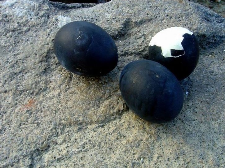 Así es la gallina negra que pone huevos negros - Mendoza Post