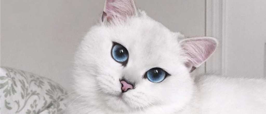 Coby, el gato "mutante" que es furor en Instagram - Mendoza Post