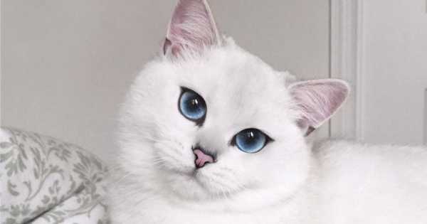 Coby, el gato "mutante" que es furor en Instagram - Mendoza Post