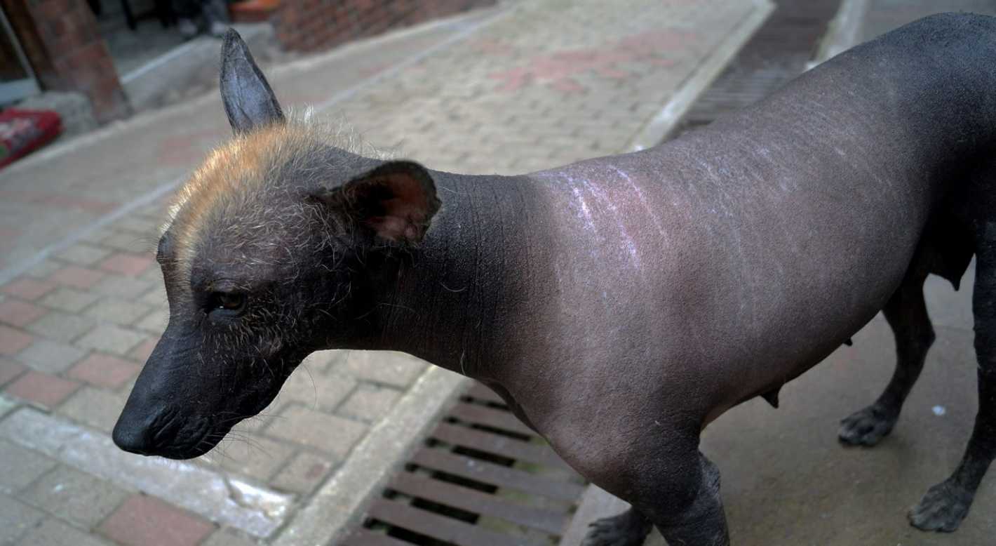 "Viringo", el perro que está de moda - Mendoza Post