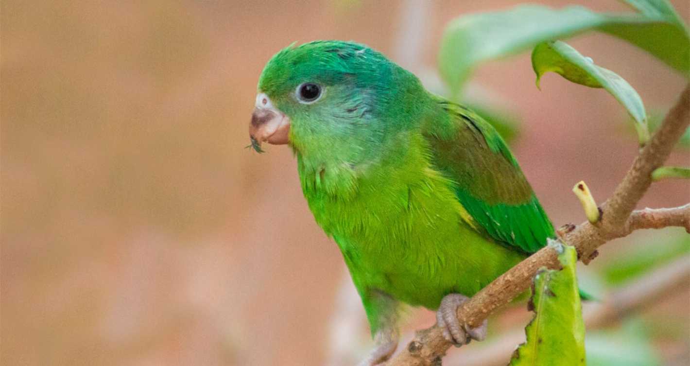 Autorizaron la caza de catas en algunas zonas de Mendoza - Mendoza Post