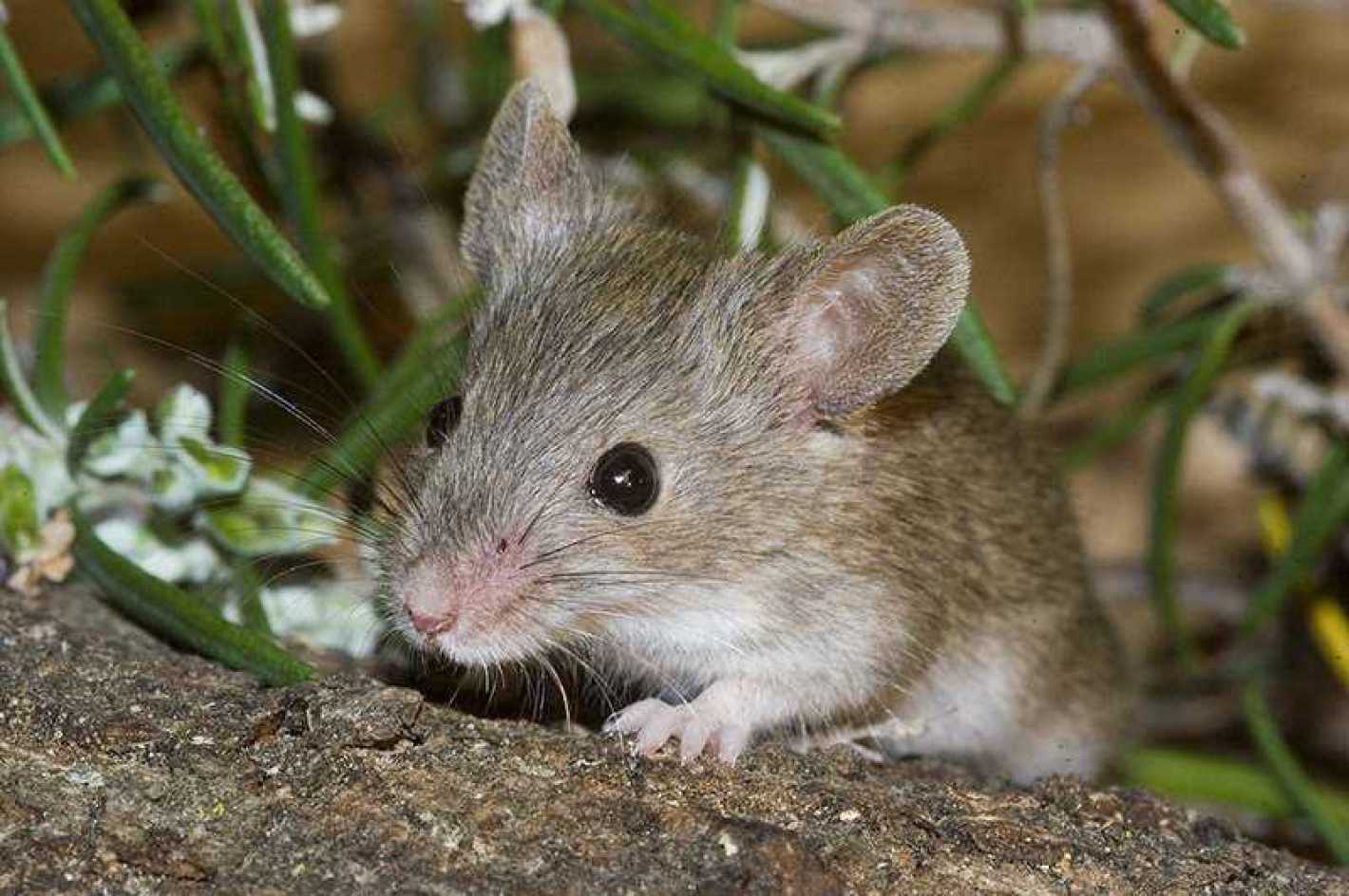 Así se pasean las ratas por un conocido restaurante de Buenos Aires ...