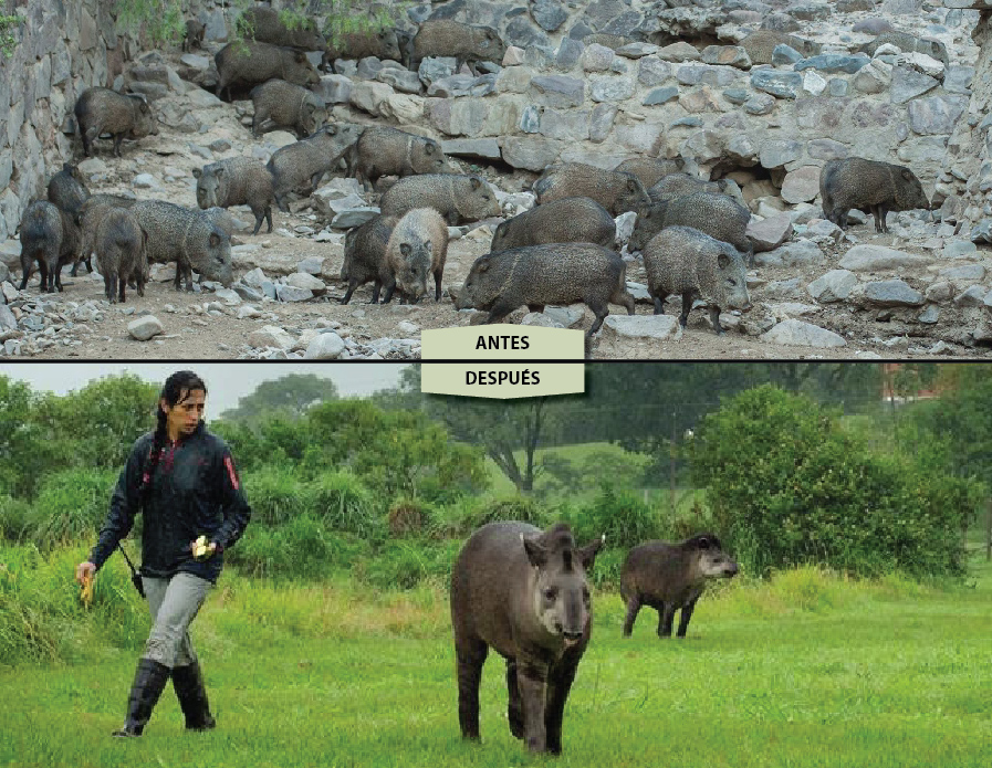 Los 44 animales del Ecoparque ya están en una reserva natural - Mendoza ...