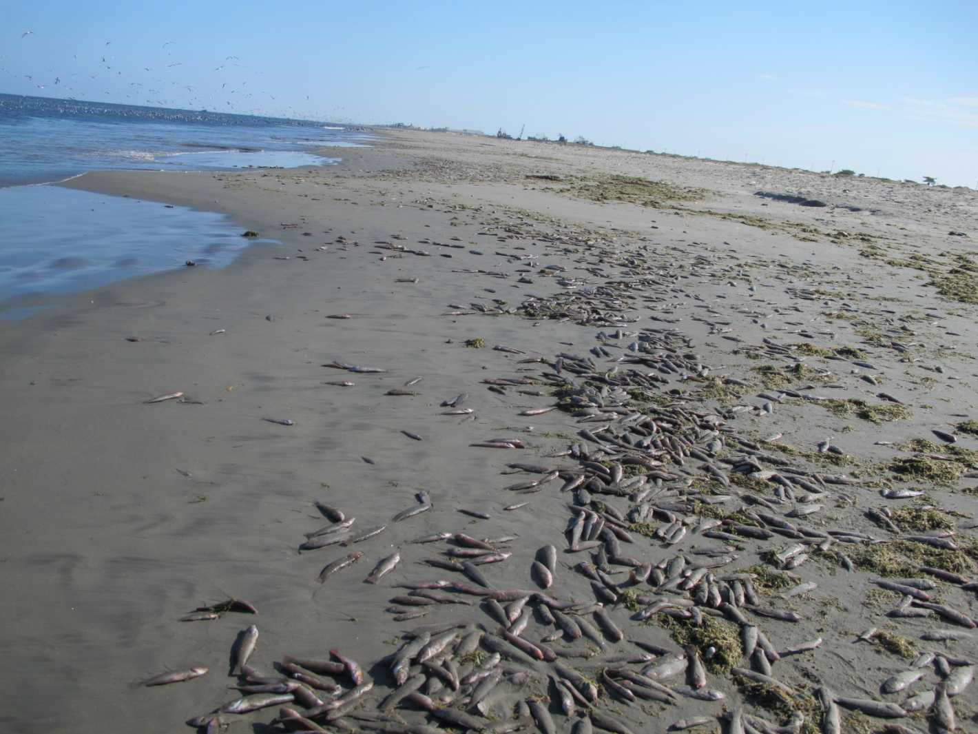 Misterio por la enorme cantidad de peces muertos en la costa argentina ...