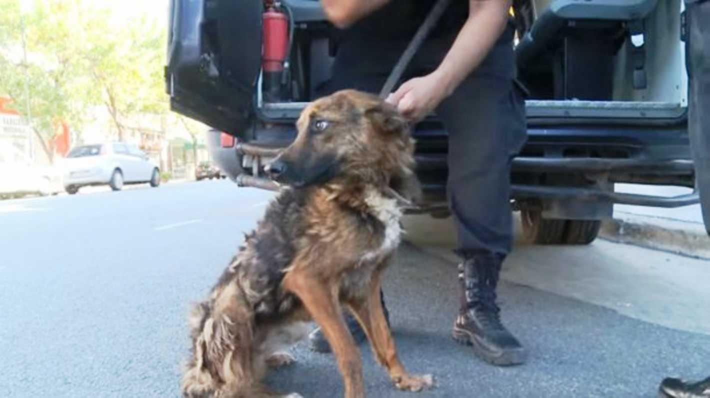 Ella lo dejó y él se vengó maltratando a sus perros - Mendoza Post