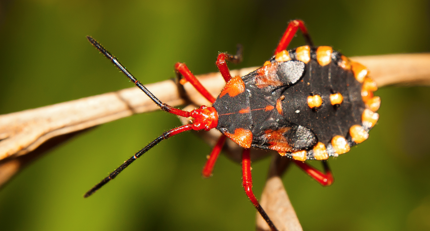 La App para detectar vinchucas fue declarada de interés por la OMS ...