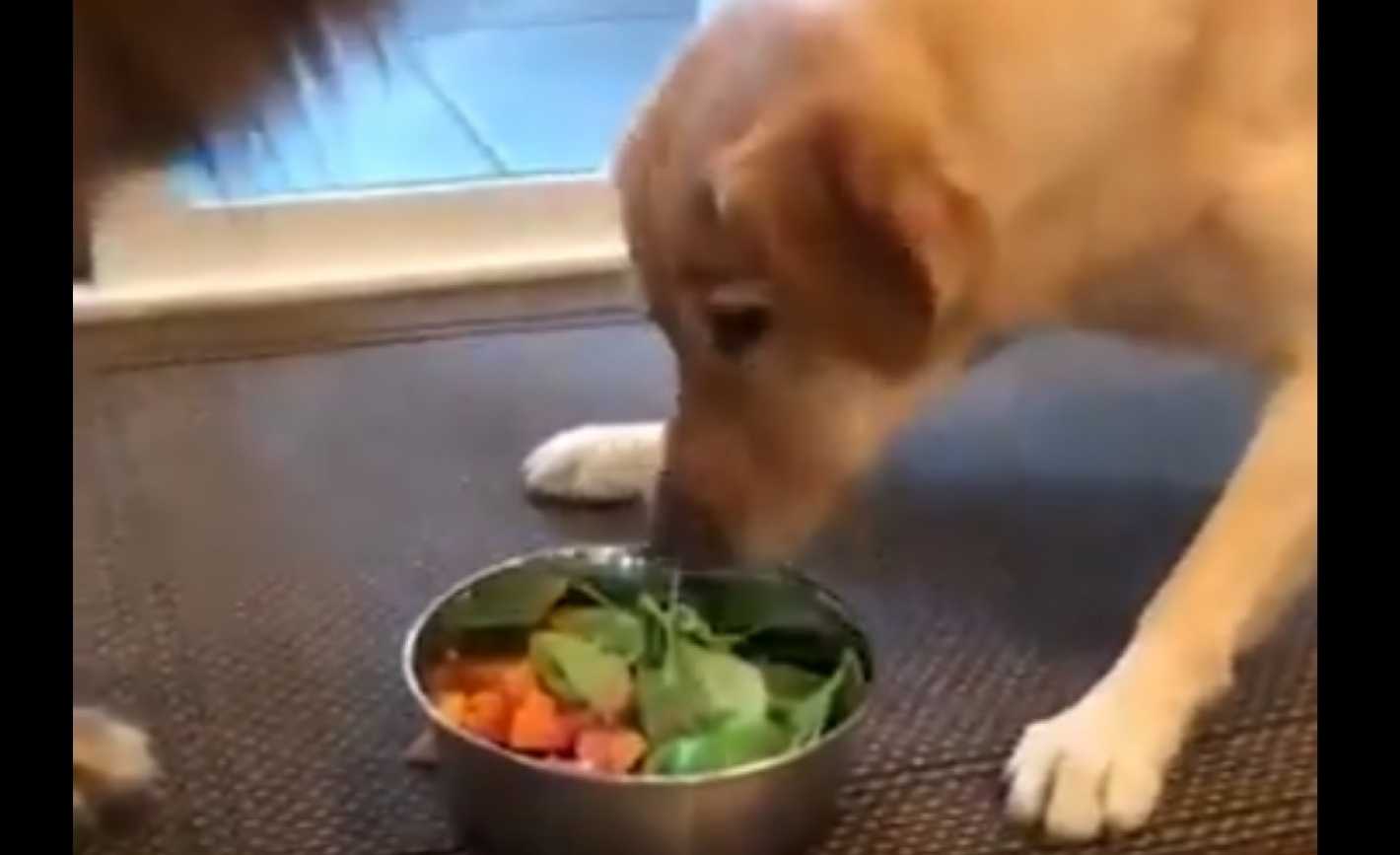 Video: graciosa reacción de un perro al que le dieron de comer ensalada ...