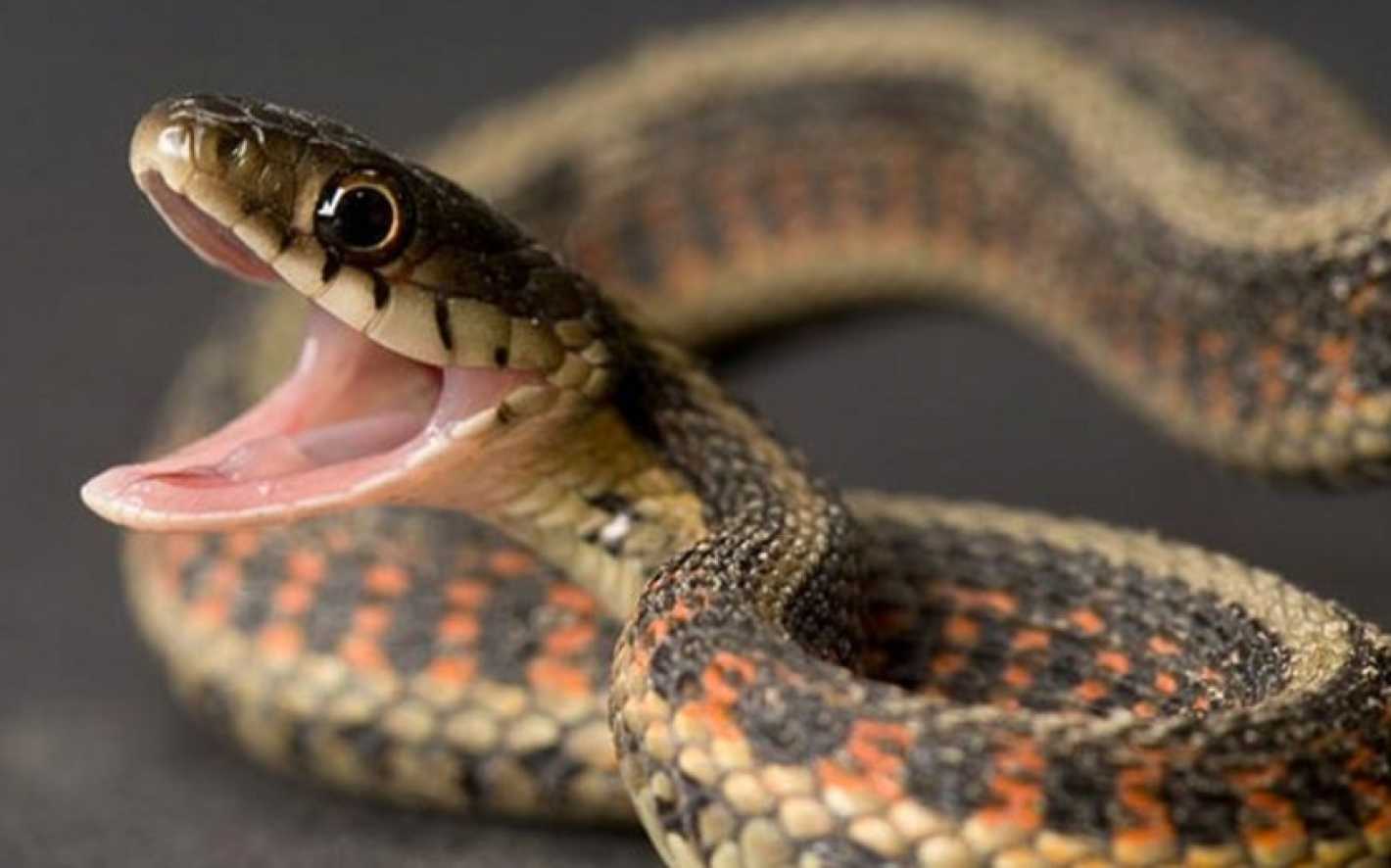 Encontrar a la serpiente: el nuevo y difícil reto viral - Mendoza Post