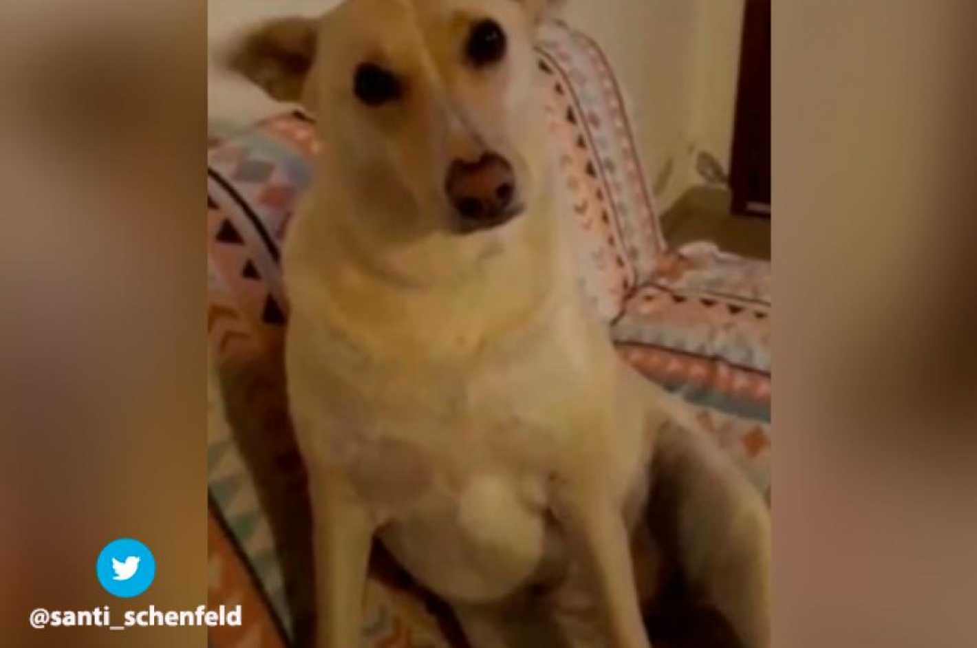 Las increíbles respuestas de un perro ante las preguntas de su dueño ...