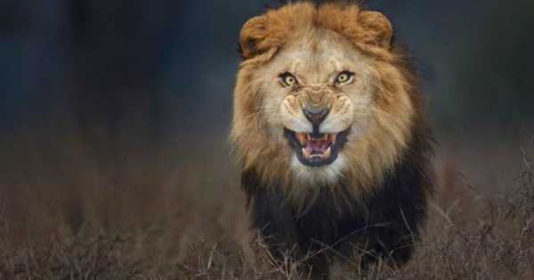 Impactante imagen de un león a punto de atacar al fotógrafo que la tomó ...