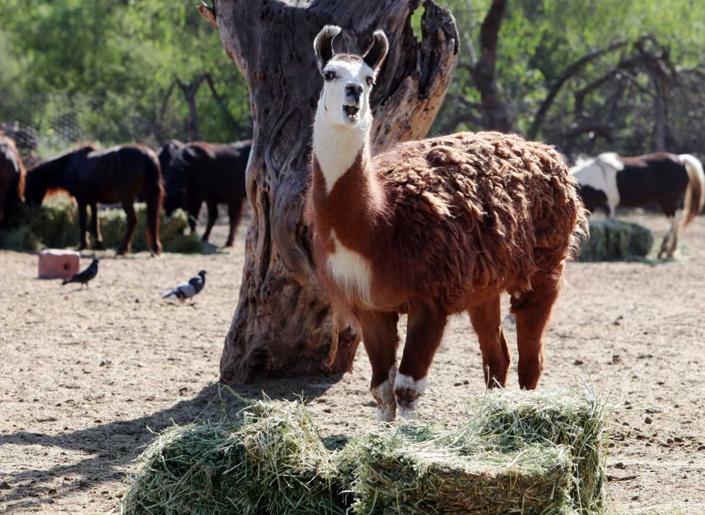 El Ecoparque Mendoza ya derivó más de 250 animales - Mendoza Post