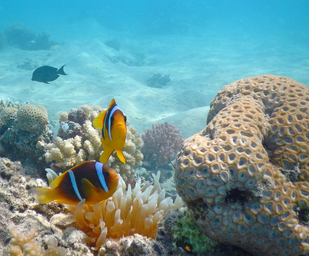 ¿Qué nos dicen los colores del mar? - Mendoza Post
