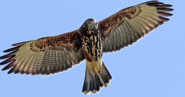 Gavilán a vuelo rasante en el corazón de la Ciudad - Mendoza Post