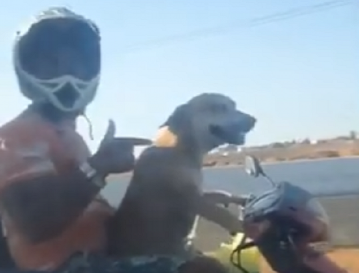 Video: el perro que maneja una moto y es furor en Brasil - Mendoza Post