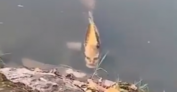 Video: un pescador grabó a un pez con cara de humano - Mendoza Post