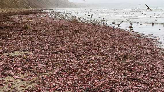El "pez pene" invadió las playas de California - Mendoza Post