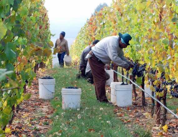 Ir a cosechar: cómo y cuándo anotarse y cuánto van a ganar - Mendoza Post