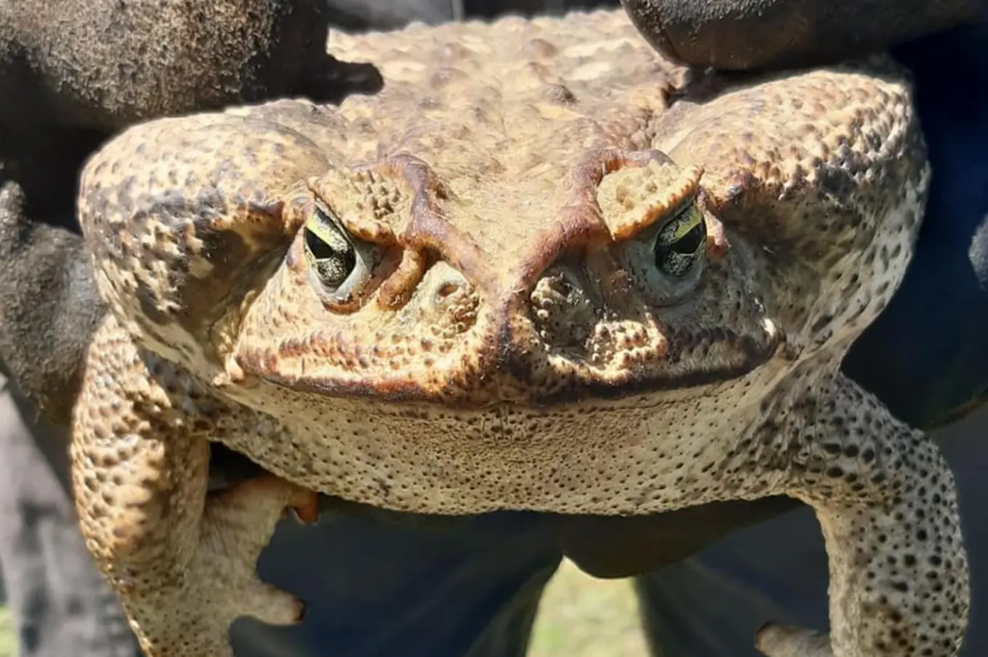 Video: alerta por un sapo gigante que mata en 15 minutos - Mendoza Post