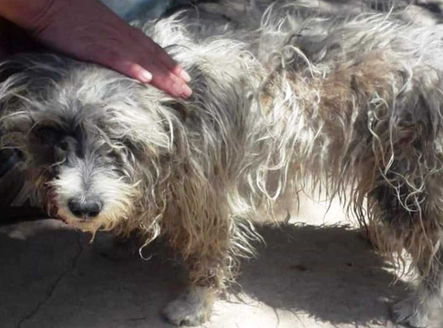 "Pulgoso", el perrito que quisiera Thalía, perdió un ojo y busca hogar ...