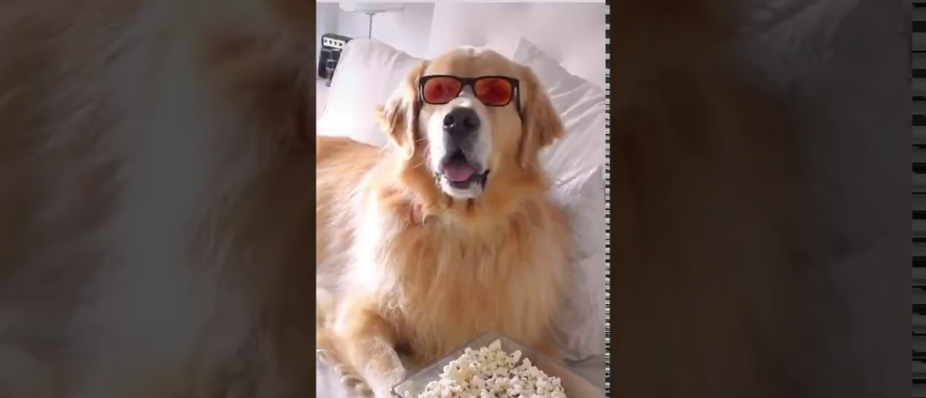 Milo, el perro Golden influencer que la rompe en TikTok - Mendoza Post