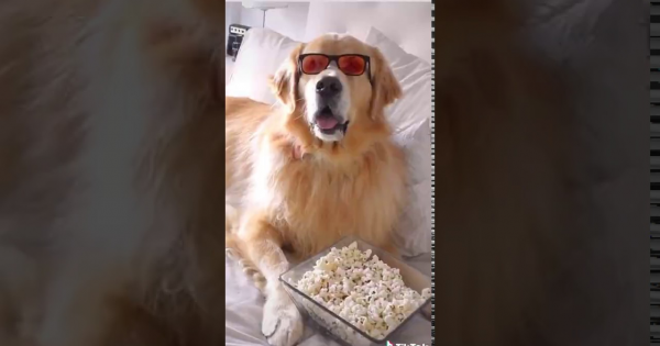 Milo, el perro Golden influencer que la rompe en TikTok - Mendoza Post
