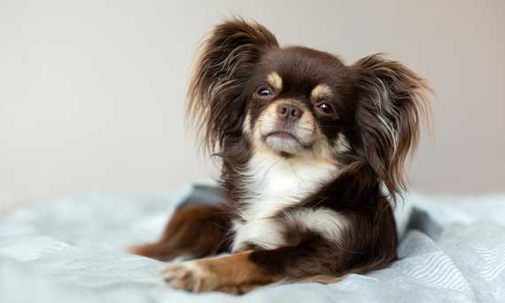 Estas son las razas de perros más fáciles de adiestrar - Mendoza Post