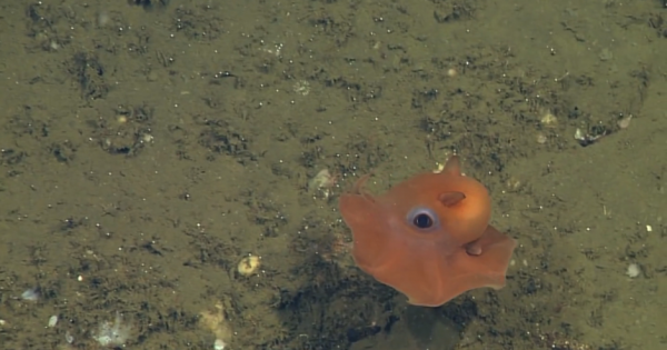 Encontraron el pulpo de la película "Buscando a Nemo" - Mendoza Post