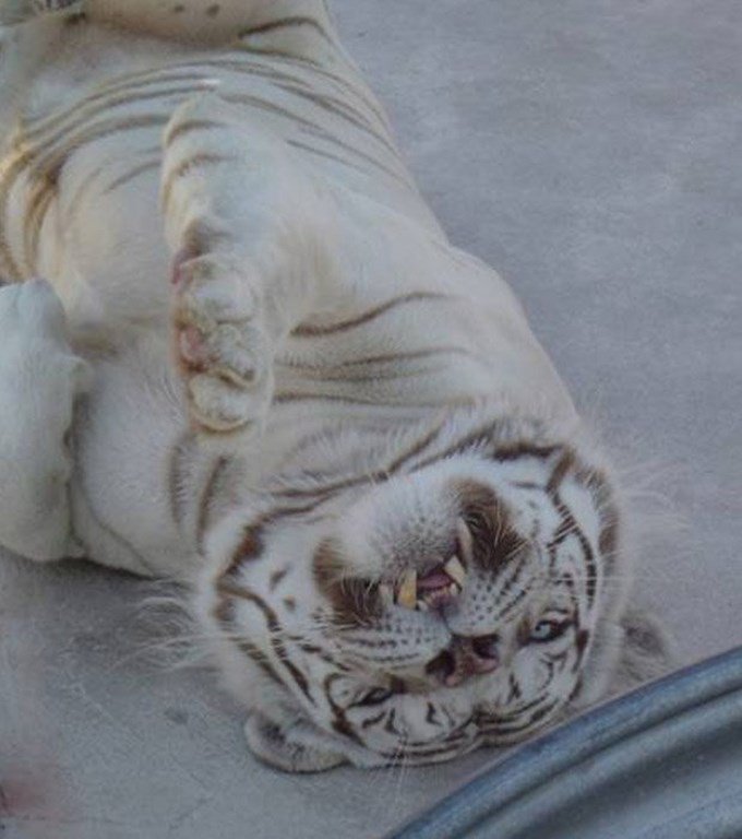 Kenny, la historia del tigre que nació con síndrome de Down - Mendoza Post