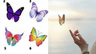 ¿Cuáles son las plantas que atraen a las mariposas? - Mendoza Post