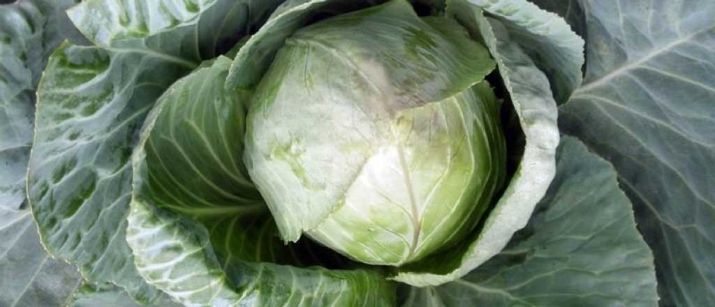 Muy saludable: estos son los beneficios del repollo - Mendoza Post
