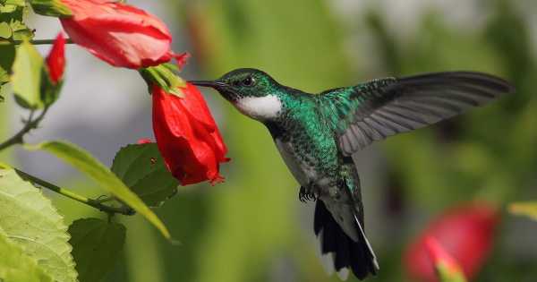 Las 3 flores que necesitás en tu jardín para atraer colibríes - Mendoza ...