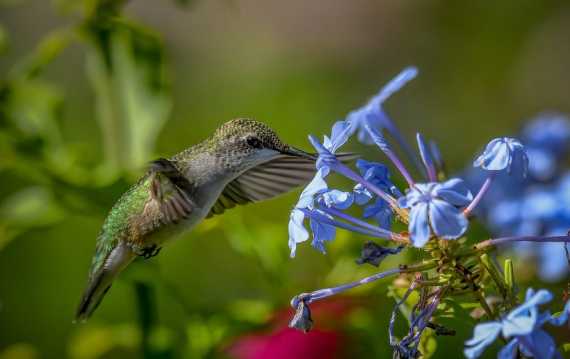 Las 3 flores que necesitás en tu jardín para atraer colibríes - Mendoza ...
