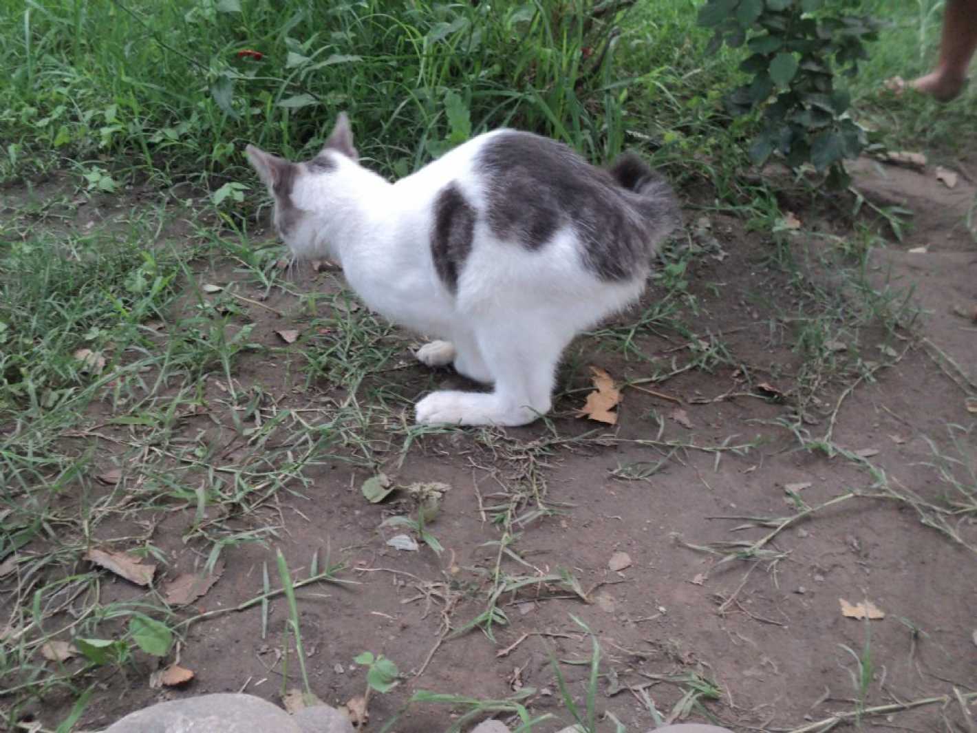 Este es el gato-conejo que sorprende al mundo - Mendoza Post