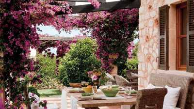 Estas plantas trepadoras dejarán tu jardín hermoso y te garantizarán ...