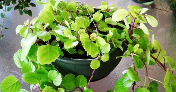 ¿Dónde debo colocar la planta de la moneda para atraer dinero ...