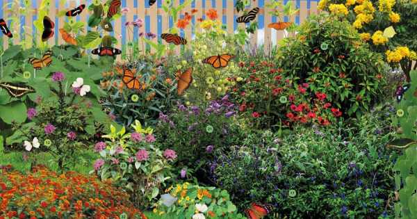 ¿Cuáles son las plantas que atraen a las mariposas? - Mendoza Post