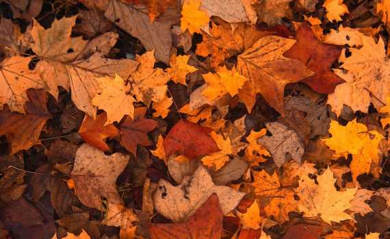 El significado del color marrón en psicología - Mendoza Post