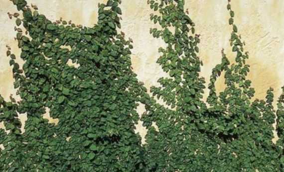 Estas son las 3 enredaderas más llamativas y fáciles de cuidar ...