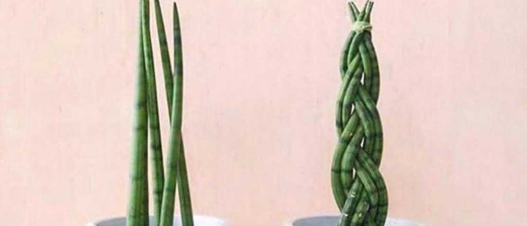 Atraé dinero y abundancia con estas plantas - Mendoza Post