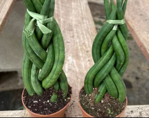 Atraé dinero y abundancia con estas plantas - Mendoza Post