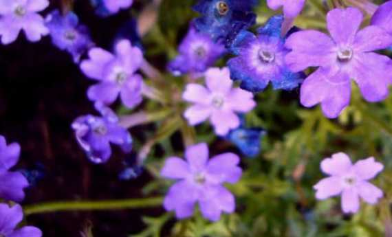 Alelí, la flor ideal para esta época - Mendoza Post