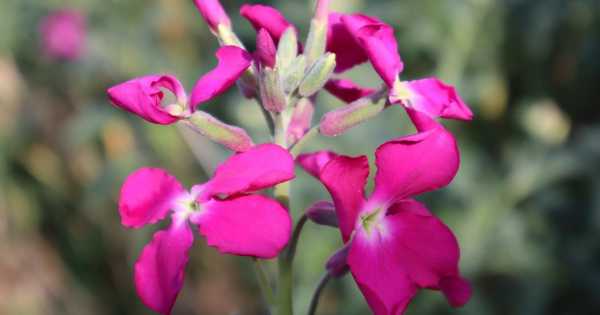 Alelí, la flor ideal para esta época - Mendoza Post