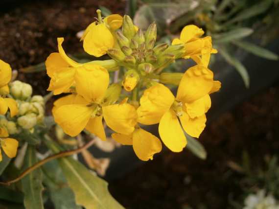 Alelí, la flor ideal para esta época - Mendoza Post