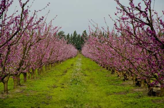Así podés transformar el hueso de durazno en un árbol saludable ...