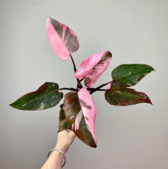 Feng Shui: las 5 plantas color rosa que no pueden faltar en tu casa ...