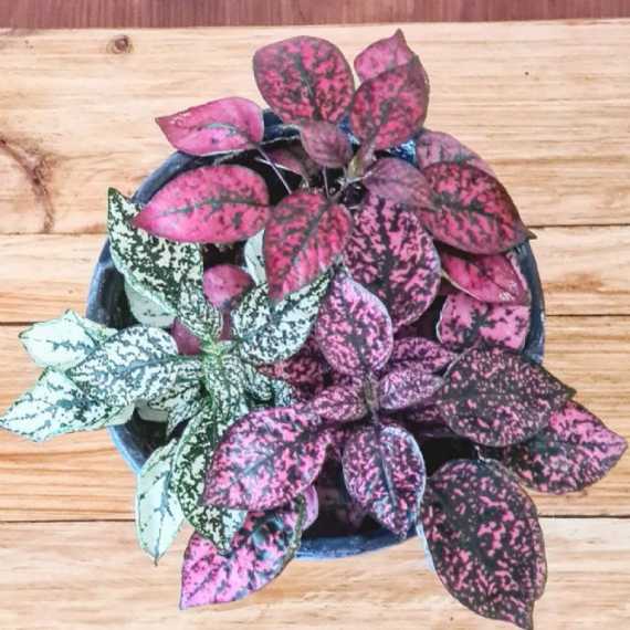 Feng Shui: las 5 plantas color rosa que no pueden faltar en tu casa ...