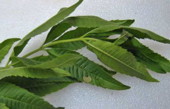 Estos son los súper beneficios que tiene la planta de Burro - Mendoza Post