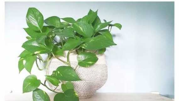 Los pasos para reproducir tu planta Potus - Mendoza Post