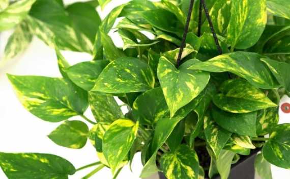 Los pasos para reproducir tu planta Potus - Mendoza Post