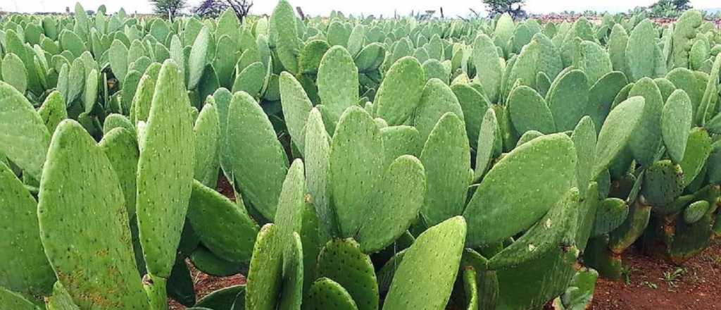Tips para un maravilloso abono con nopal - Mendoza Post